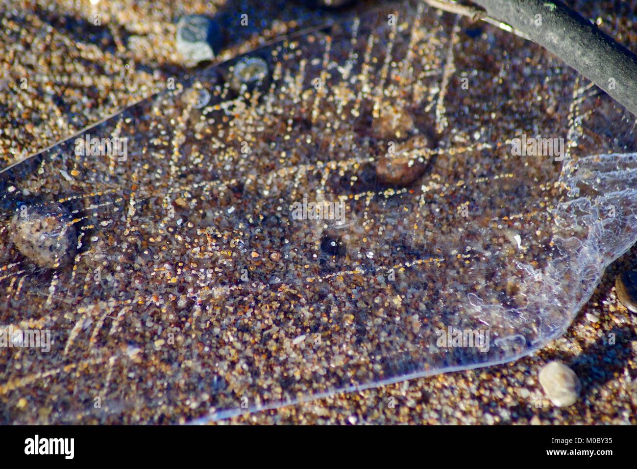 Sand Sheet High Resolution Stock Photography and Images - Alamy