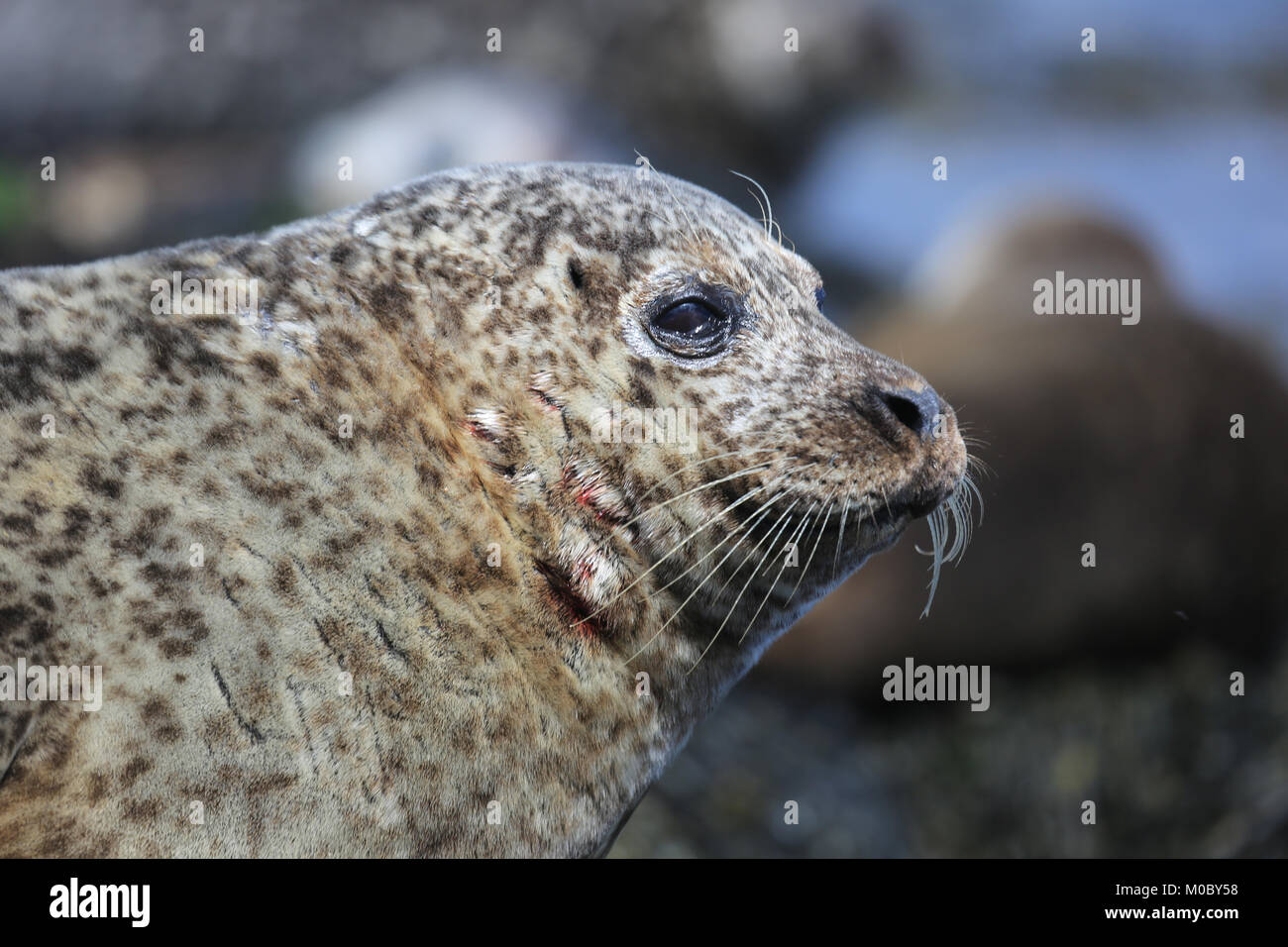 Atlantic county seal hi-res stock photography and images - Alamy