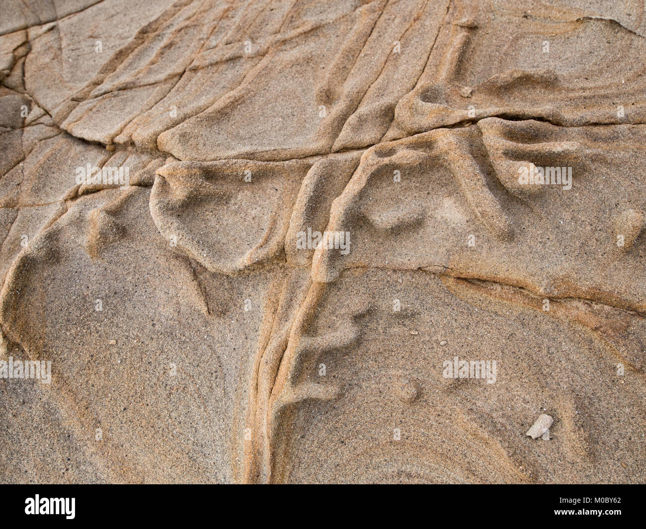 Erosion of sandstone, forming raised ridges. Liguria, Italy Stock Photo ...