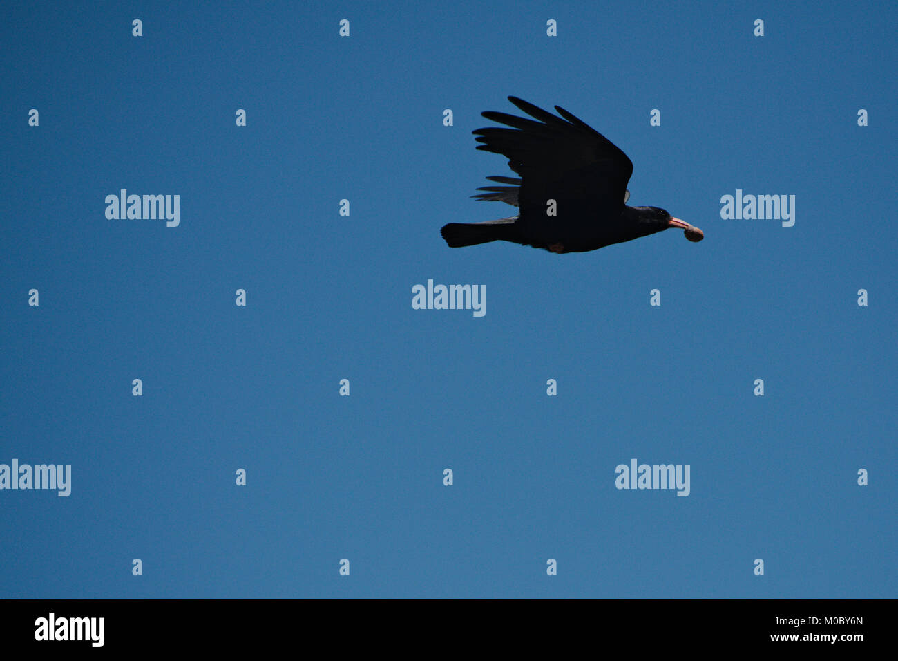 Chough in flight after stealing a nut Stock Photo - Alamy