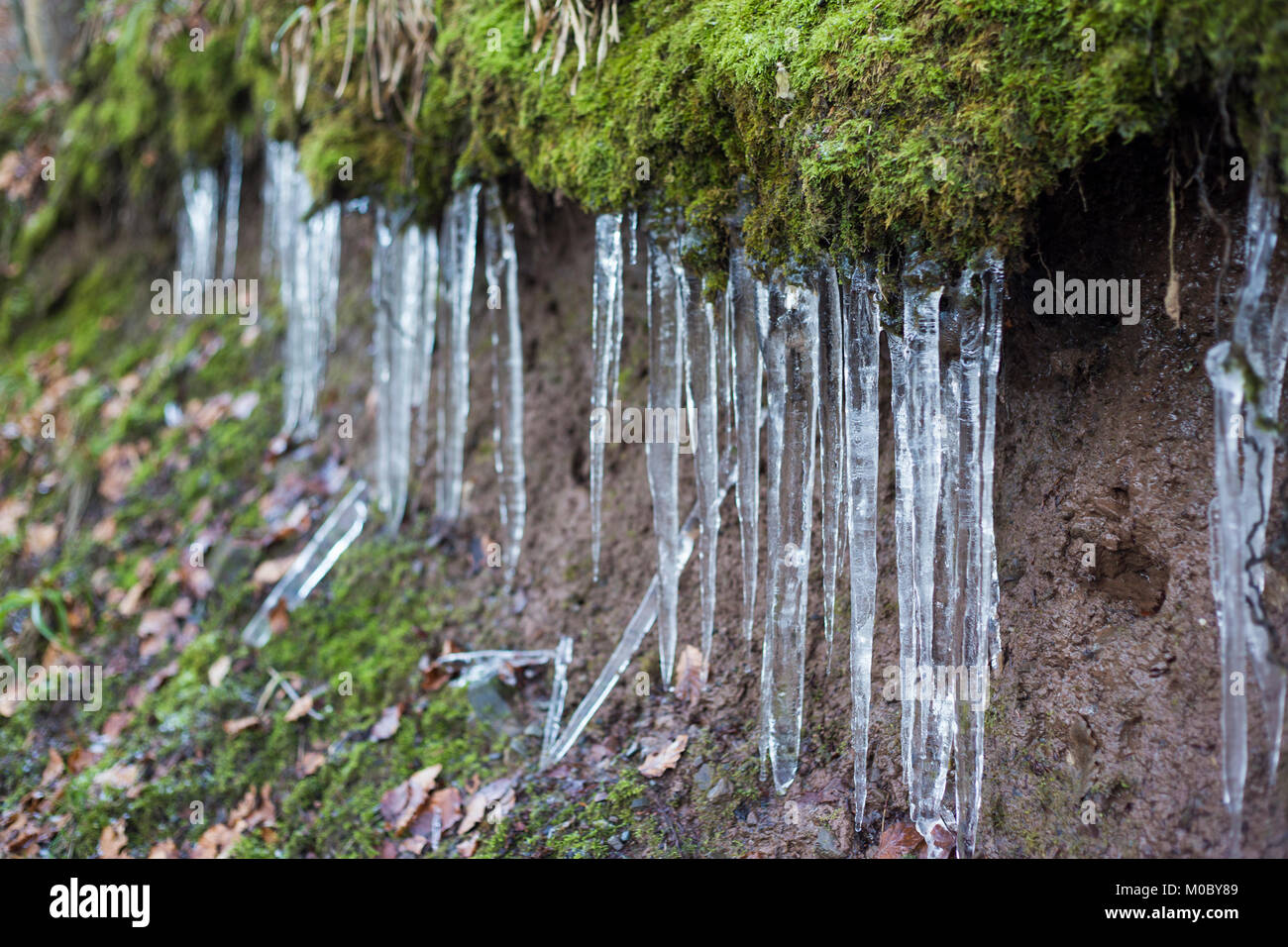 Formation of Icicles beneath moss clump Stock Photo - Alamy