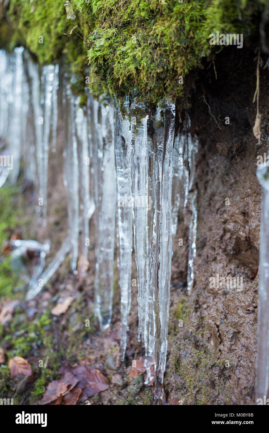 Moss clump hi-res stock photography and images - Alamy