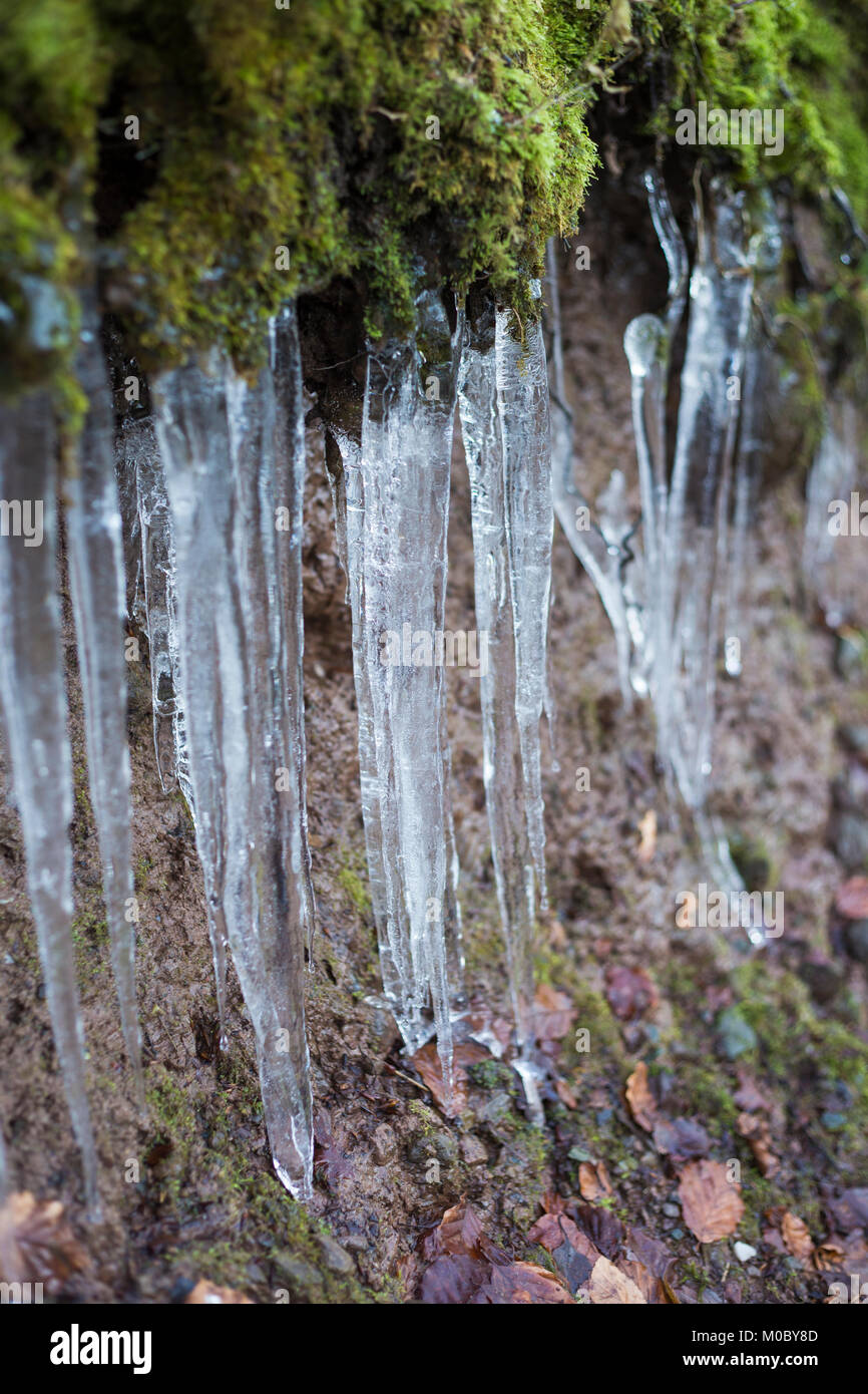 Formation of Icicles beneath moss clump Stock Photo - Alamy