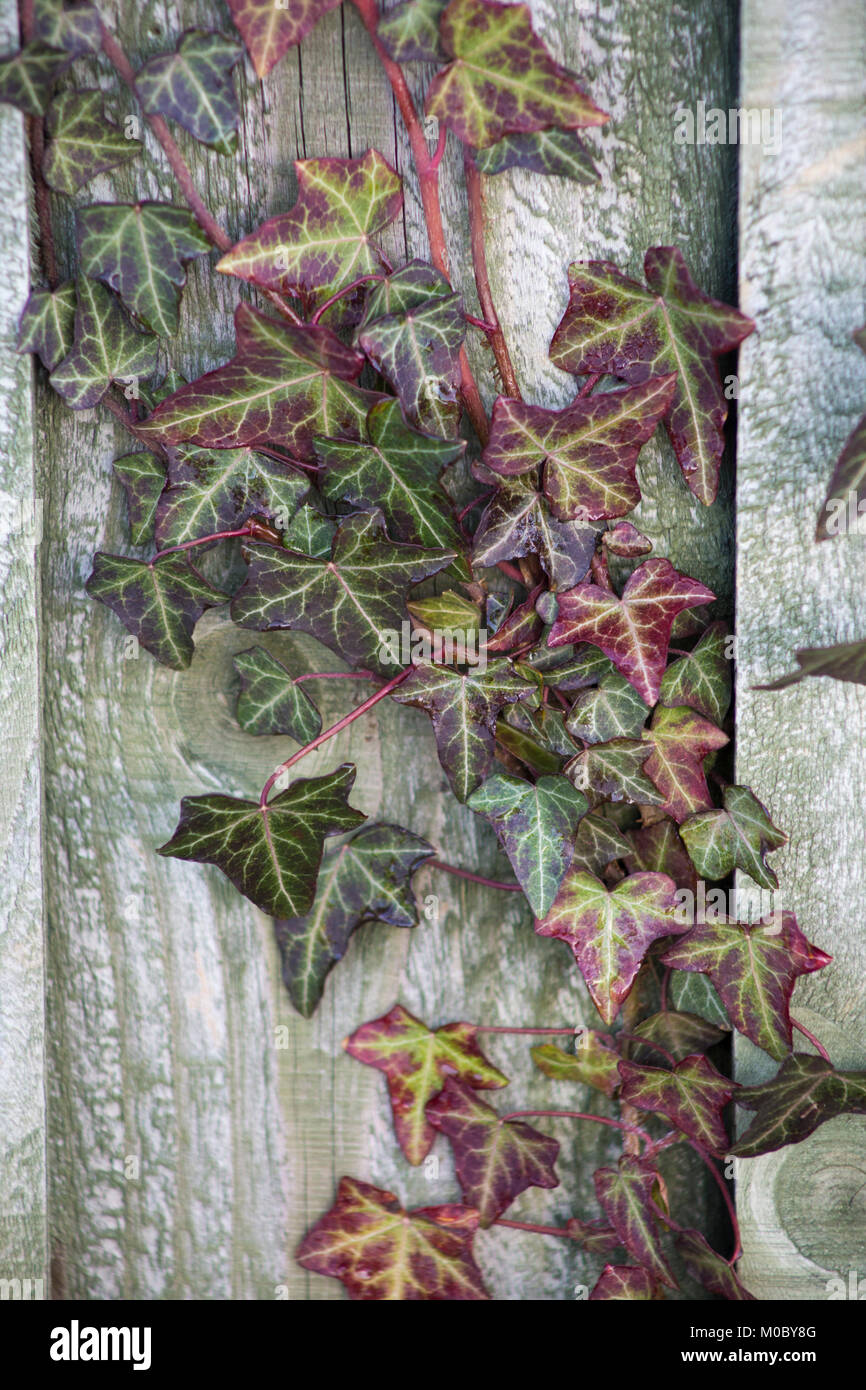Hedera helix trailing a wooden fence Stock Photo - Alamy