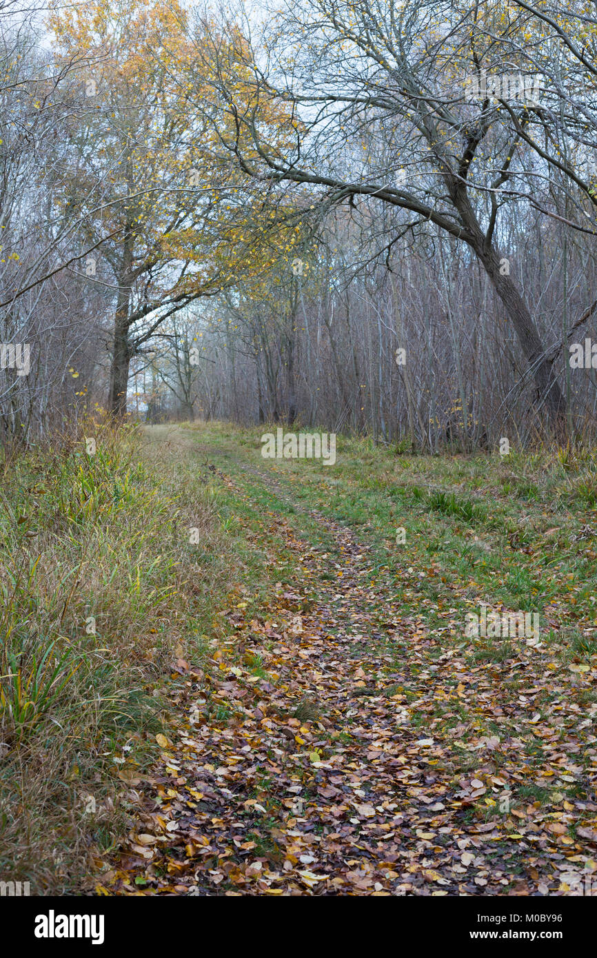 A wide footpath leading through woodland in Autumn Stock Photo - Alamy