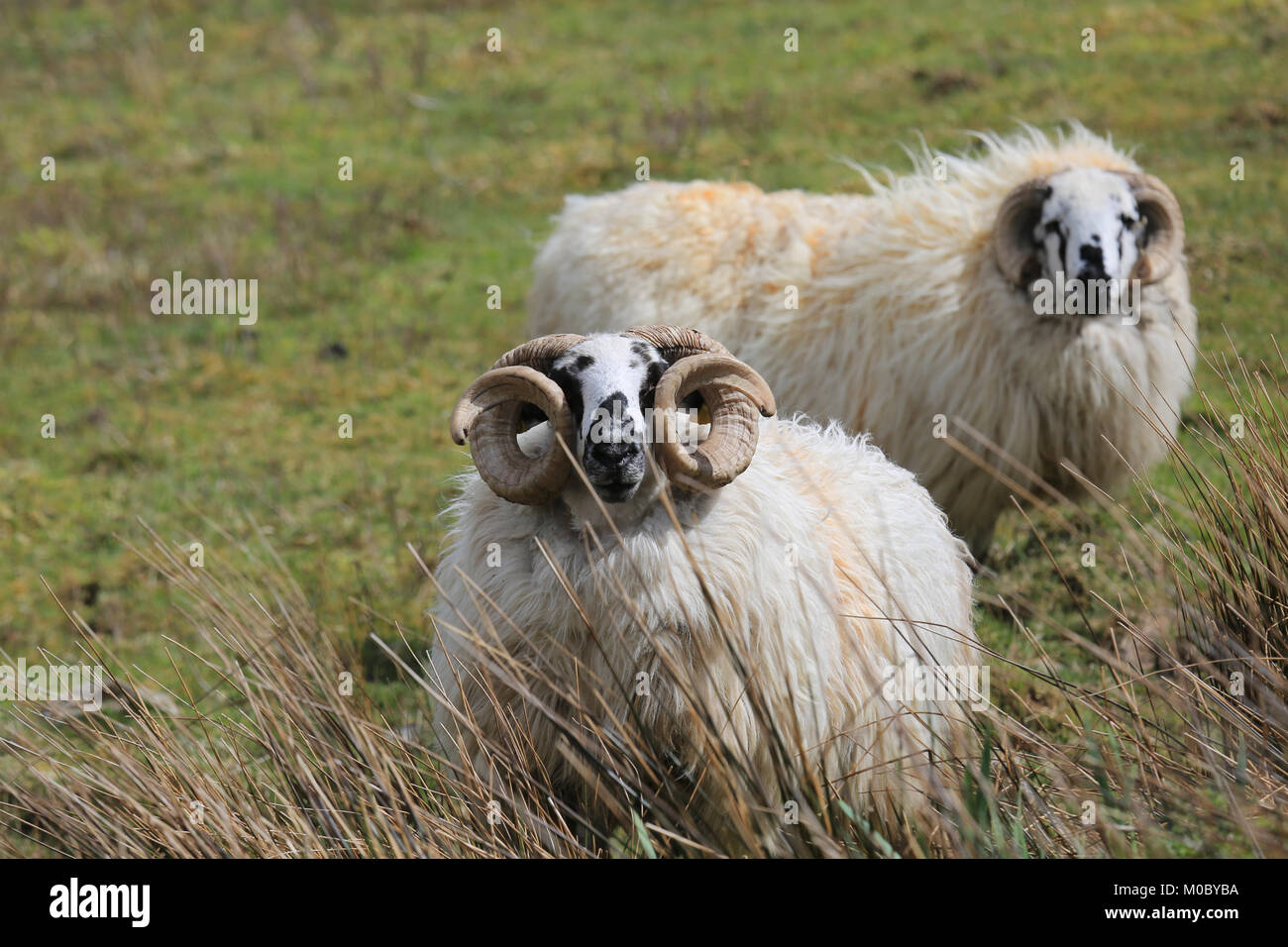 Sheep in Ireland Stock Photo - Alamy