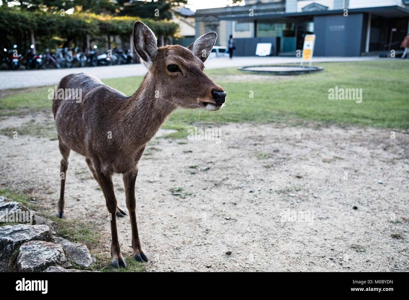 A lone deer at the grounds of Todaiji Temple, Nara, Japan Stock Photo ...