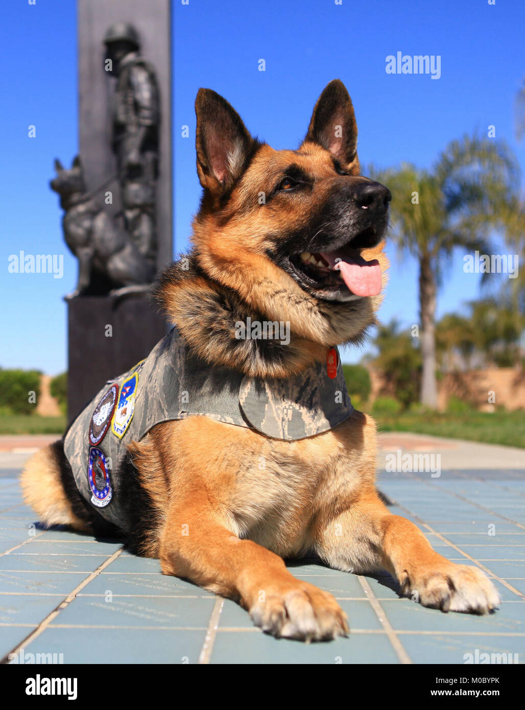 Jax, a German shepherd who serves as a therapy dog for the 163d Attack ...