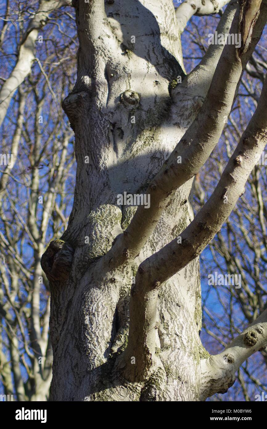 Silver Trunk of a British Beech Tree, (Fagus sylvatica) Seaton Park ...