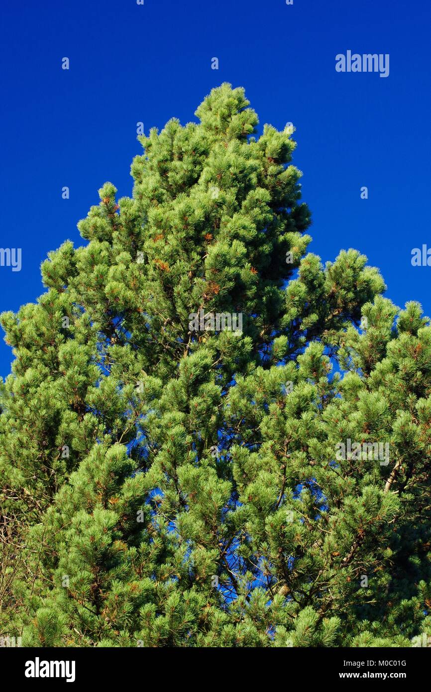 Pine Tree against a Deep Blue Sky, Seaton Park, Aberdeen, UK Stock ...