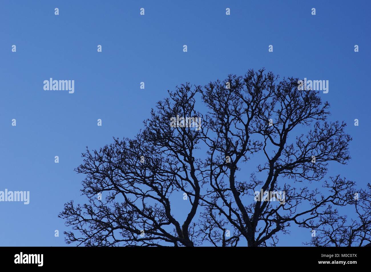 Tree skeleton beach hi-res stock photography and images - Alamy