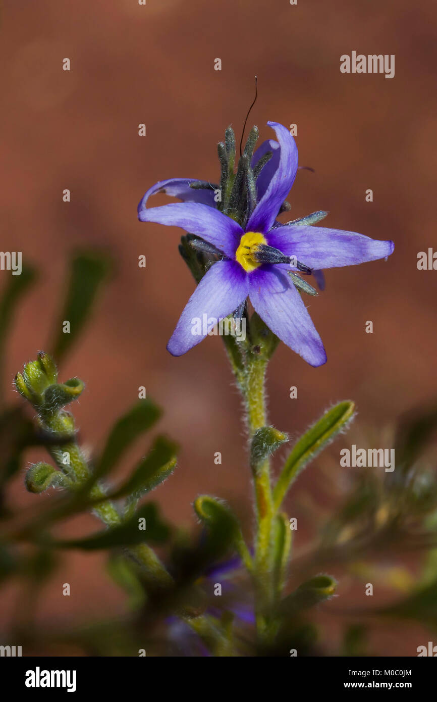 Halgania Shrub (Halgania solanacea Stock Photo - Alamy