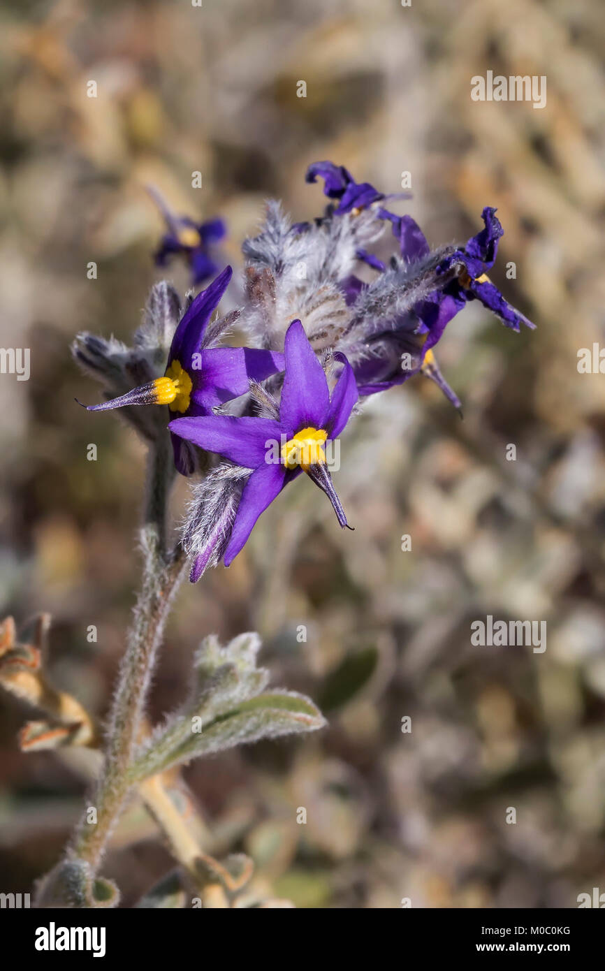 Halgania Shrub (Halgania solanacea Stock Photo - Alamy