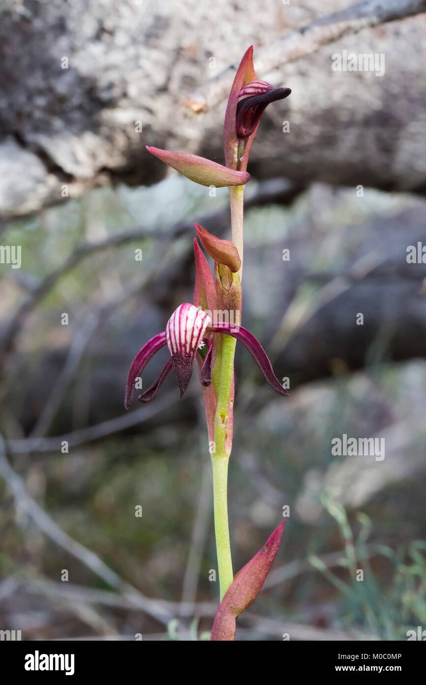 Red Fire Orchid (Pyrorchis nigricans Stock Photo - Alamy
