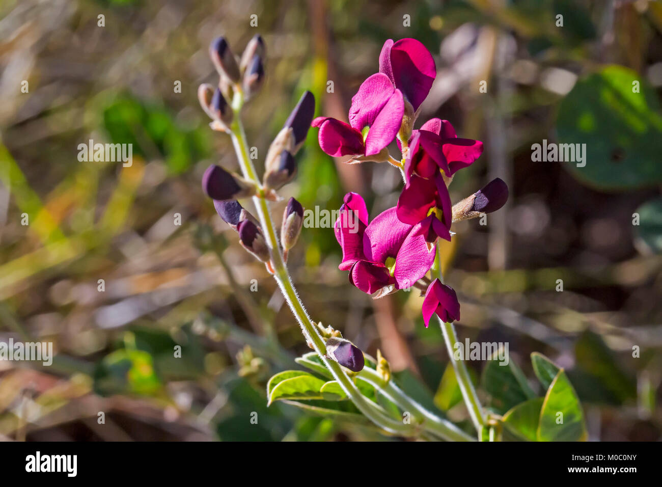 Beautiful flowers scarlet runner hi-res stock photography and images ...
