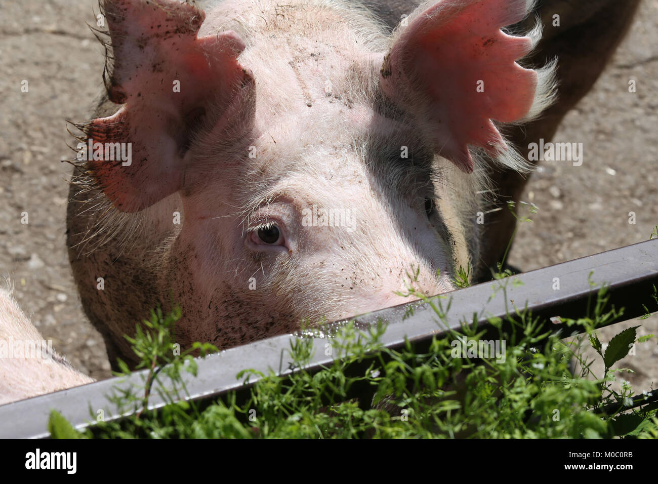 Hyper extreme closeup portrait of a clear washed young pig sow face ...