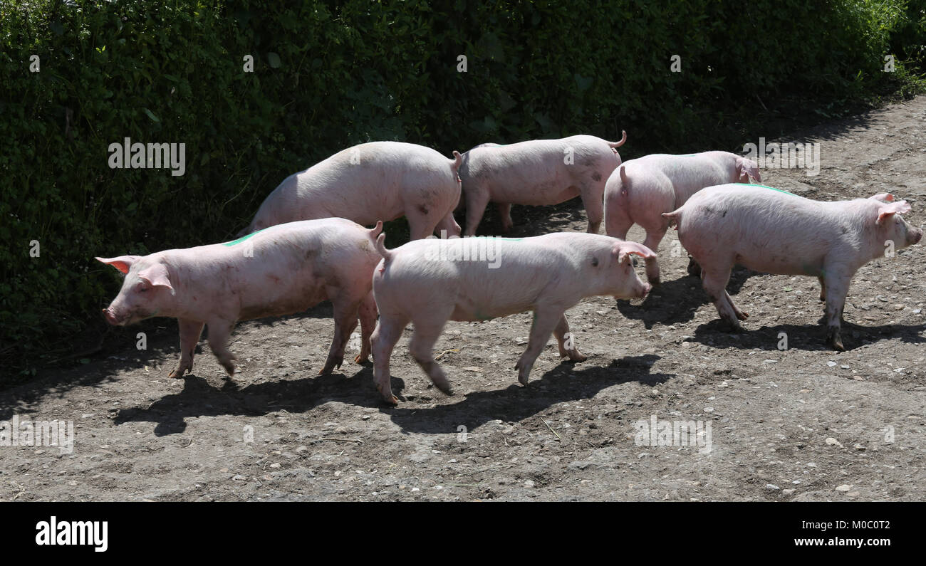 Group of few weeks old little piglets at animal farm summertime ...