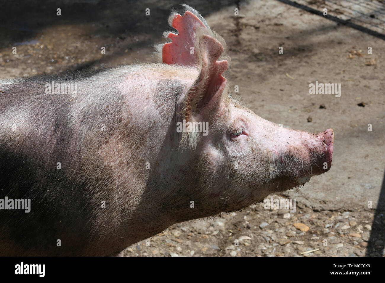 Beautiful portrait of a young domestic pig Stock Photo - Alamy