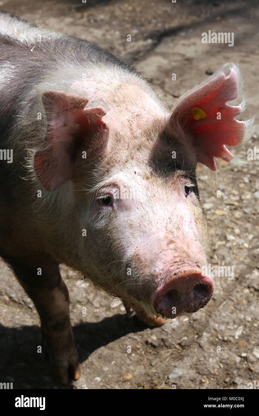 Beautiful portrait of a young domestic pig Stock Photo - Alamy