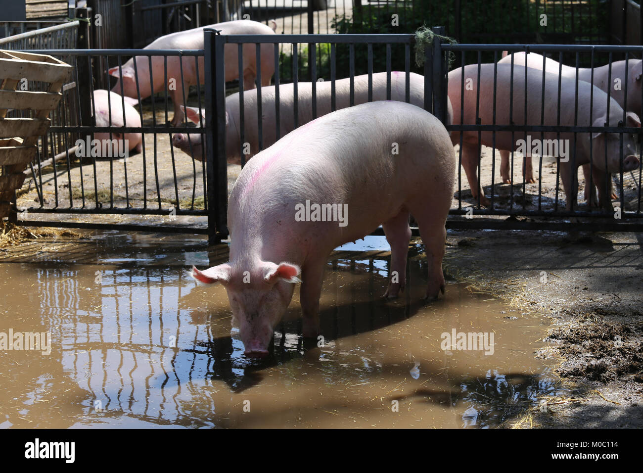 Pig sows sunbathing after shower behind metal fences sunny summertime ...