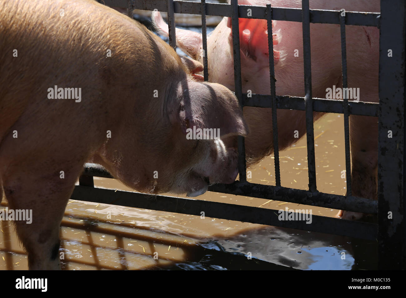 Crystal clear domestic pigs looking over iron fences after skin washing ...