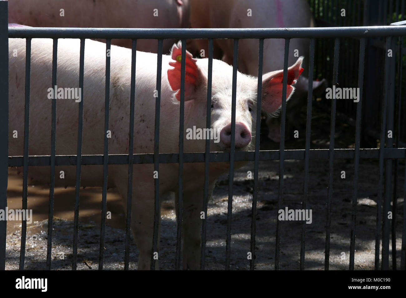 Pig looking over fence hi-res stock photography and images - Alamy