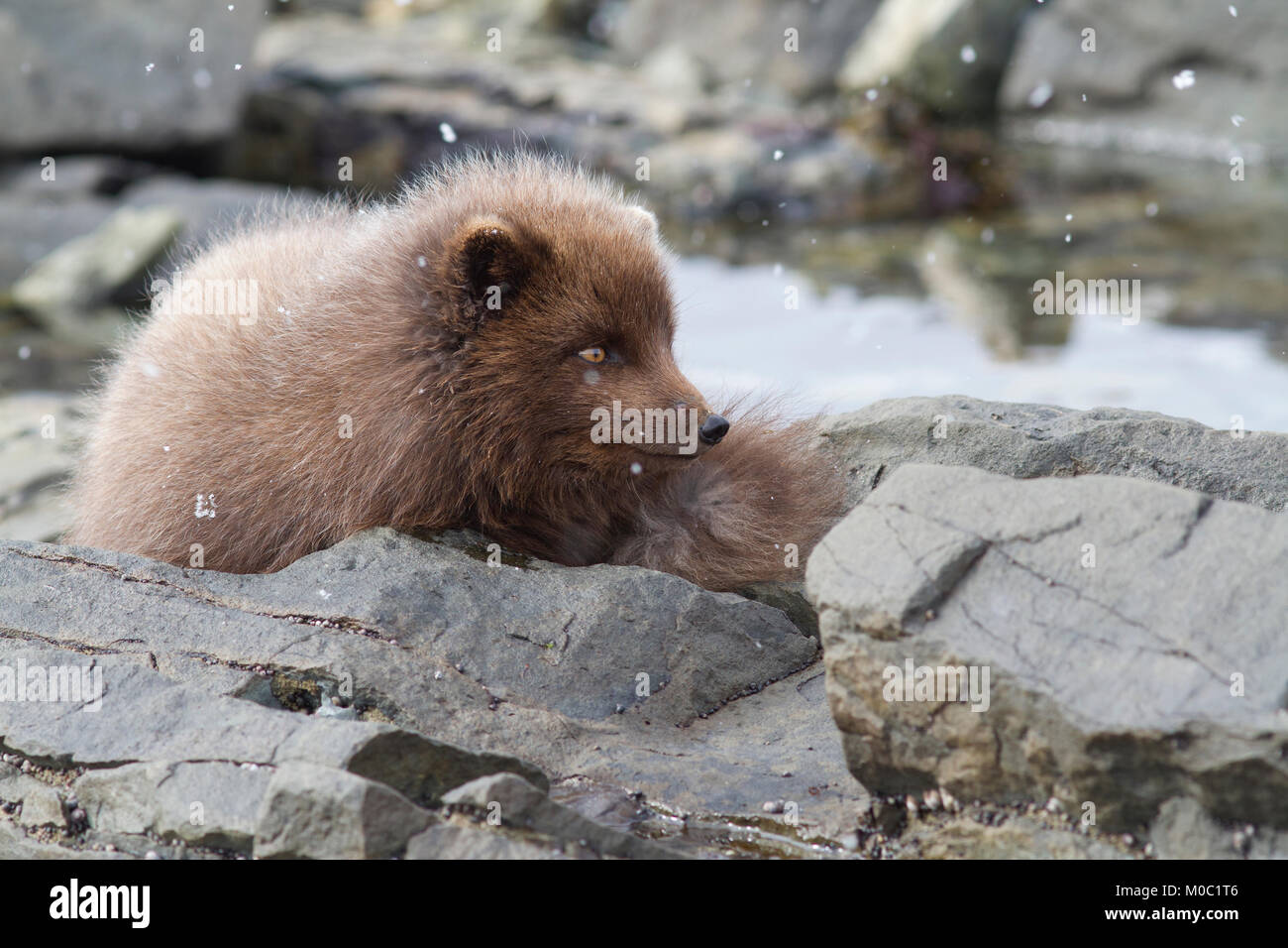 Commanders blue arctic fox sitting among rocks on the ocean at low tide ...