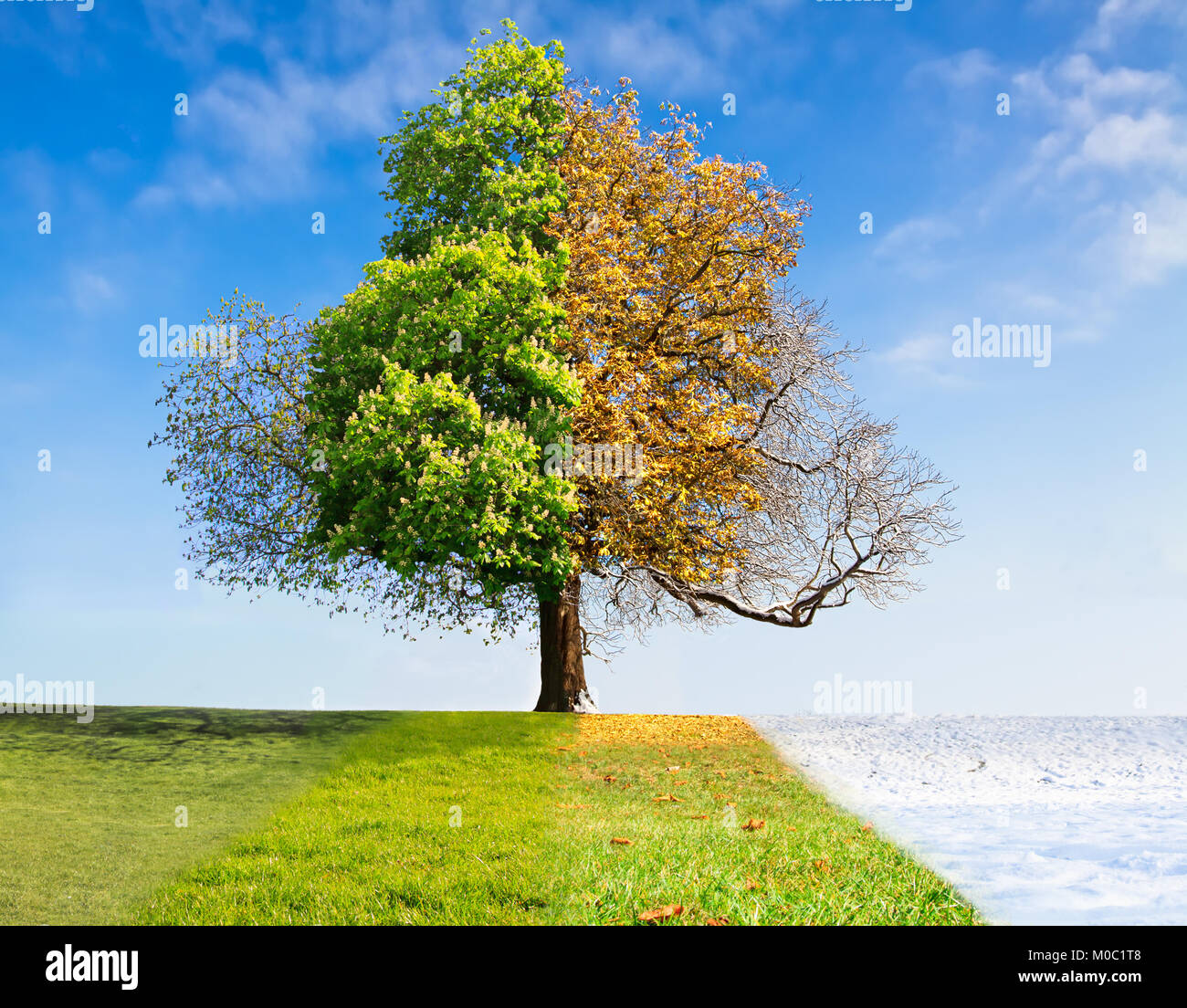 Tree four season collage hi-res stock photography and images - Alamy