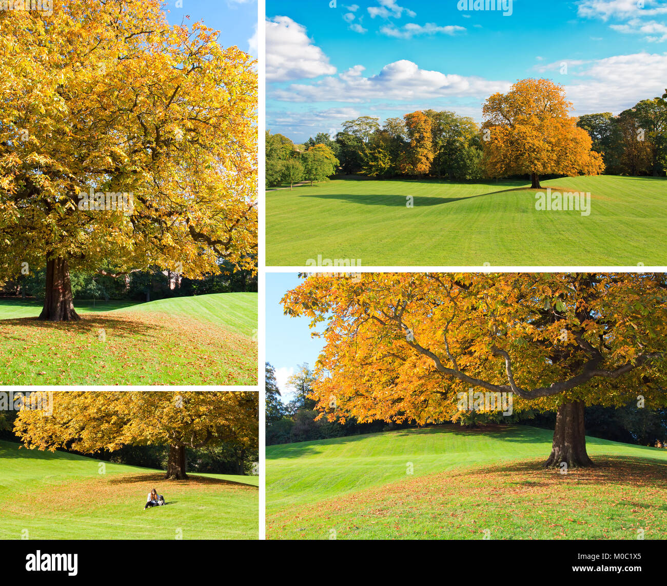 Autumn chestnut tree at the top of the hill set Stock Photo - Alamy