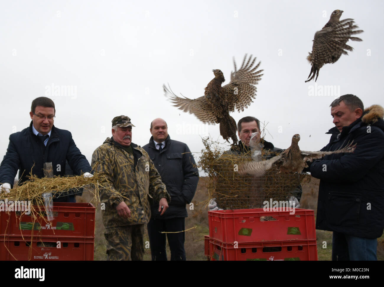 Pheasants are being released to the wild in the state reserve "Ilmenno ...