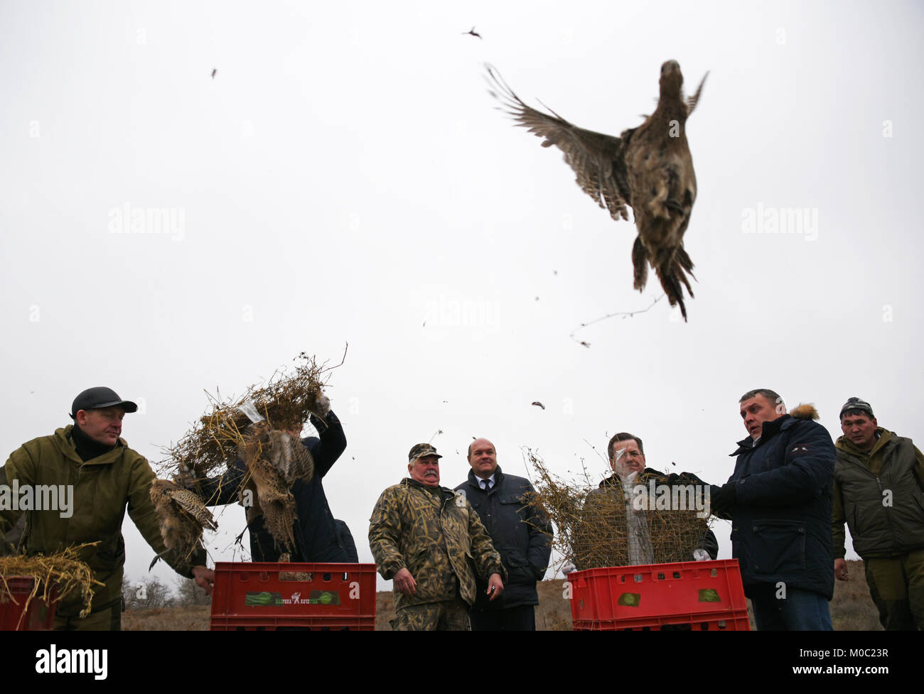 Pheasants are being released to the wild in the state reserve "Ilmenno ...