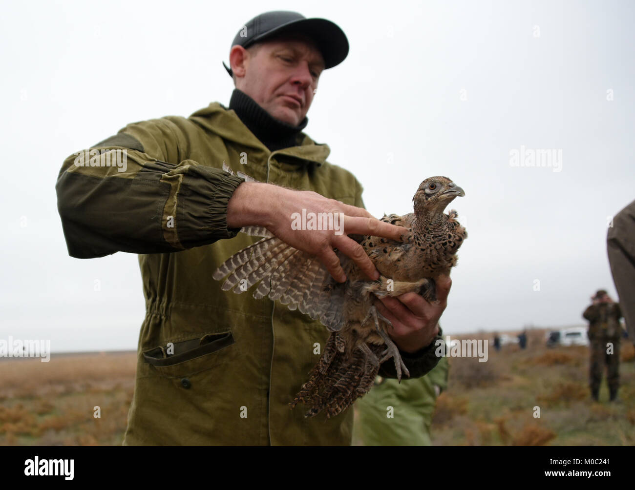 Pheasants are being released to the wild in the state reserve "Ilmenno ...