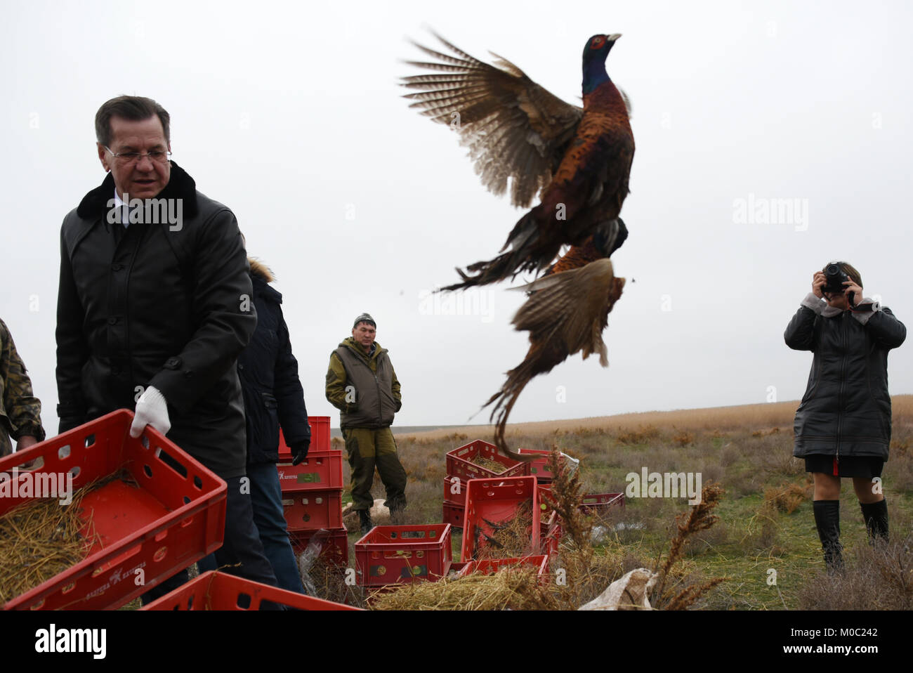 Pheasants are being released to the wild in the state reserve "Ilmenno ...