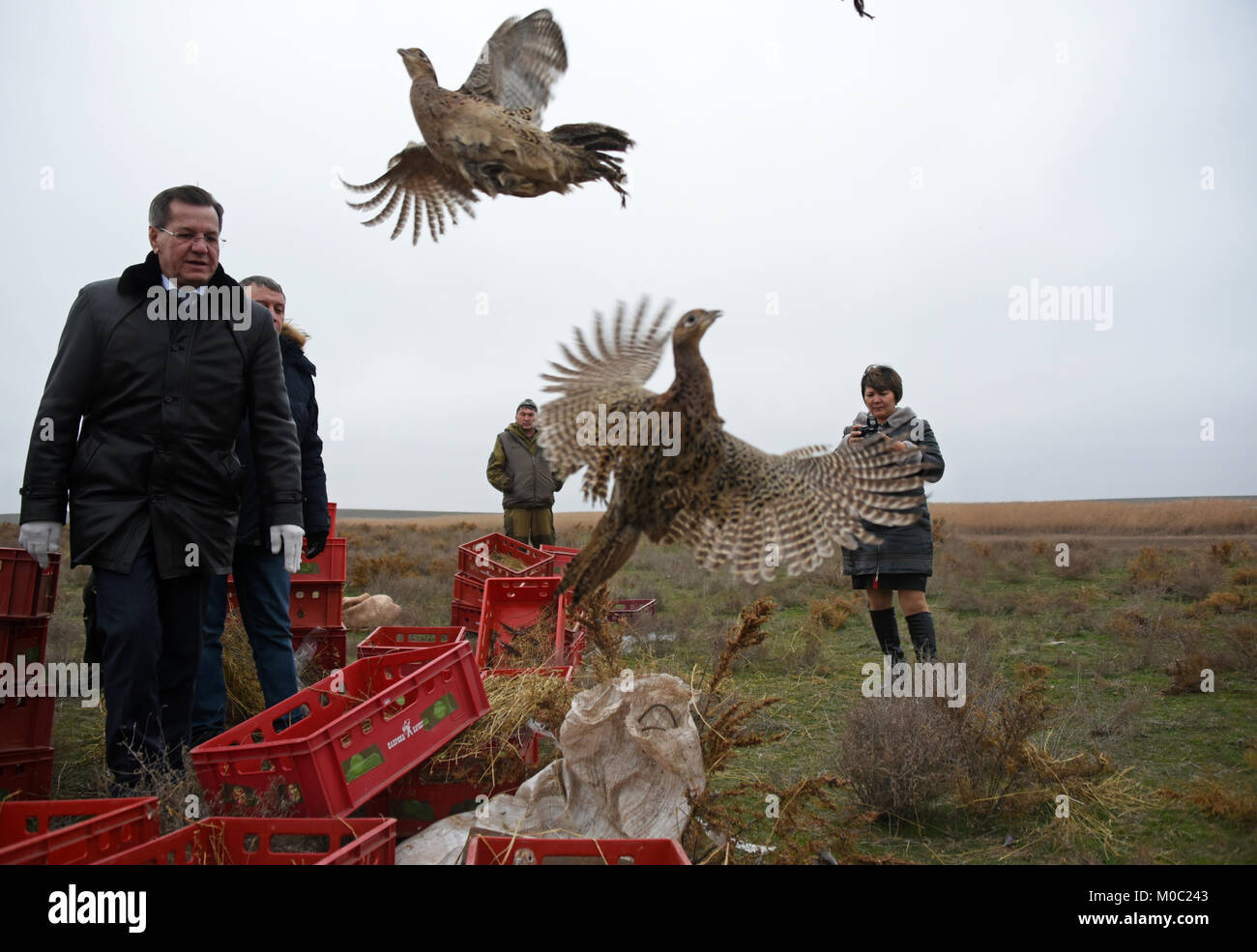 Pheasants are being released to the wild in the state reserve "Ilmenno ...