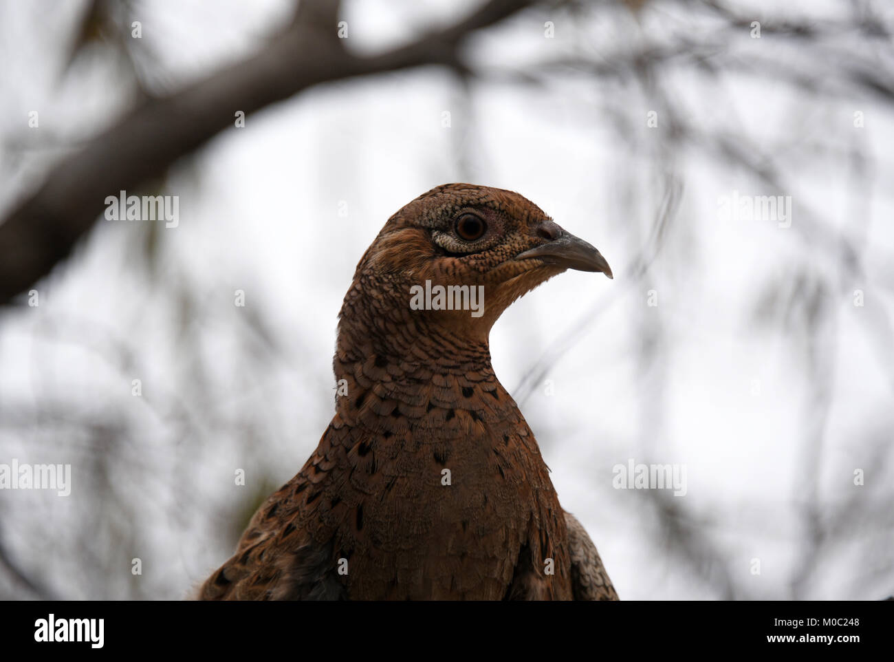 Pheasant branch hi-res stock photography and images - Alamy