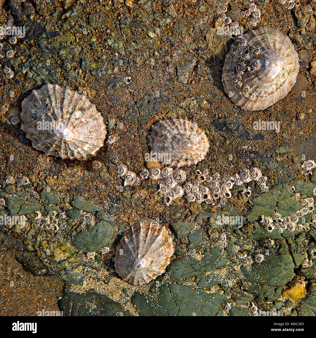 Limpet shells on rocks hi-res stock photography and images - Alamy