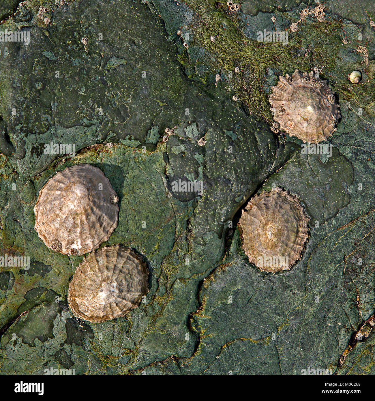 Limpet shell colored hi-res stock photography and images - Alamy