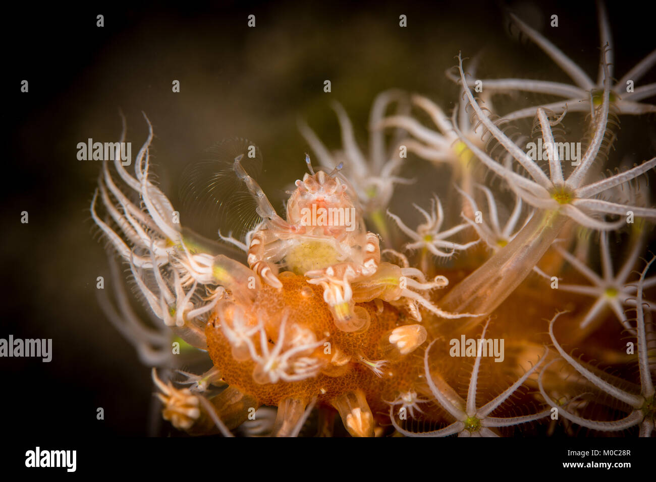 Little Polyps High Resolution Stock Photography and Images - Alamy