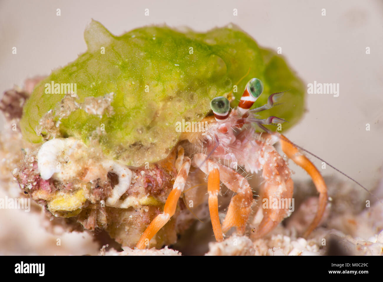 Hermit crab shell hi-res stock photography and images - Alamy