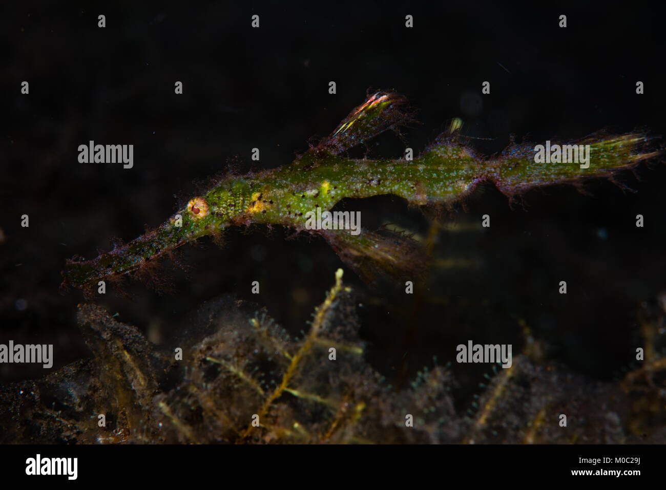 Pipefish marine underwater hi-res stock photography and images - Alamy