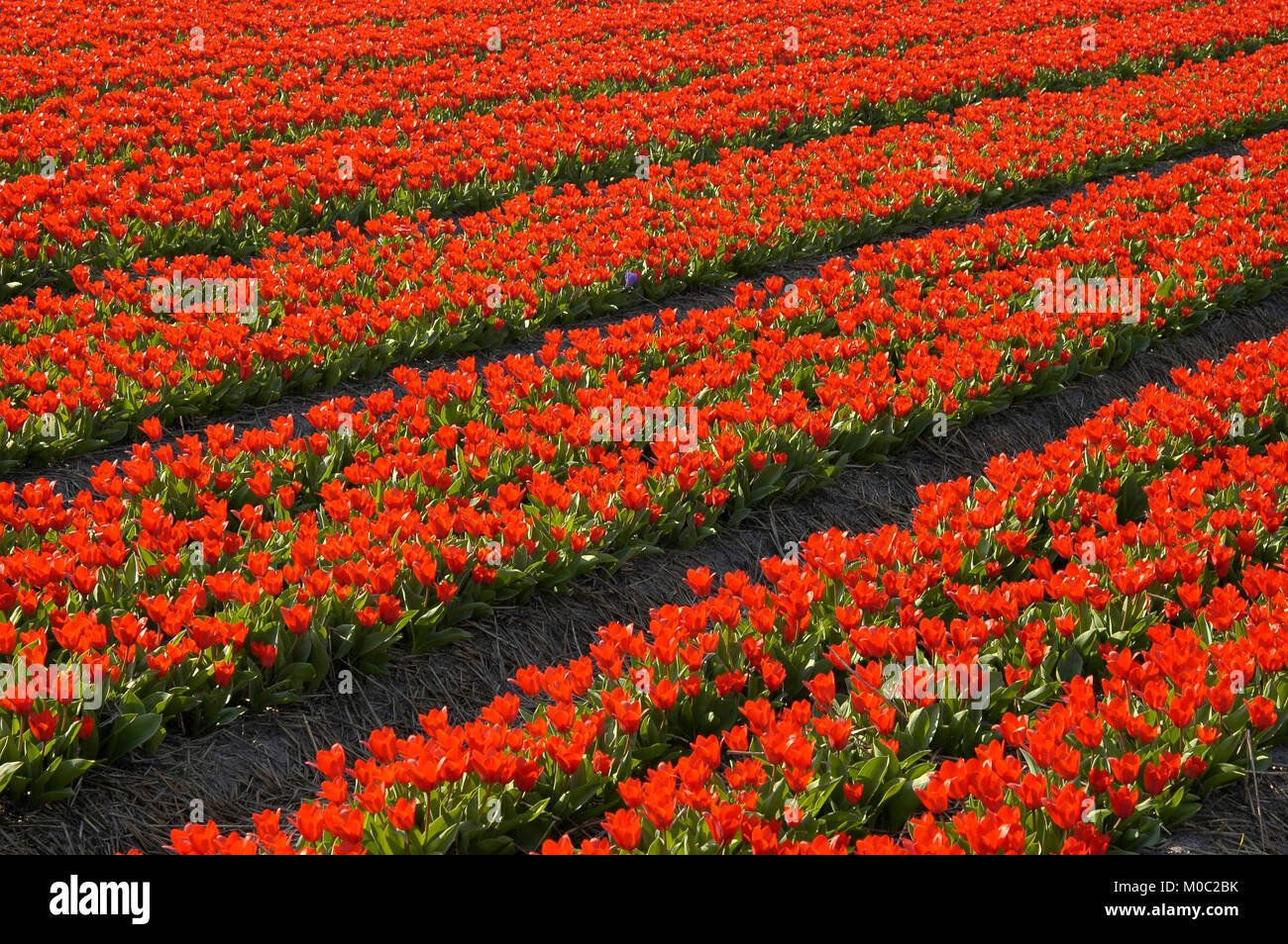 Tulpenfelder bei Lisse, Niederlande Stock Photo - Alamy
