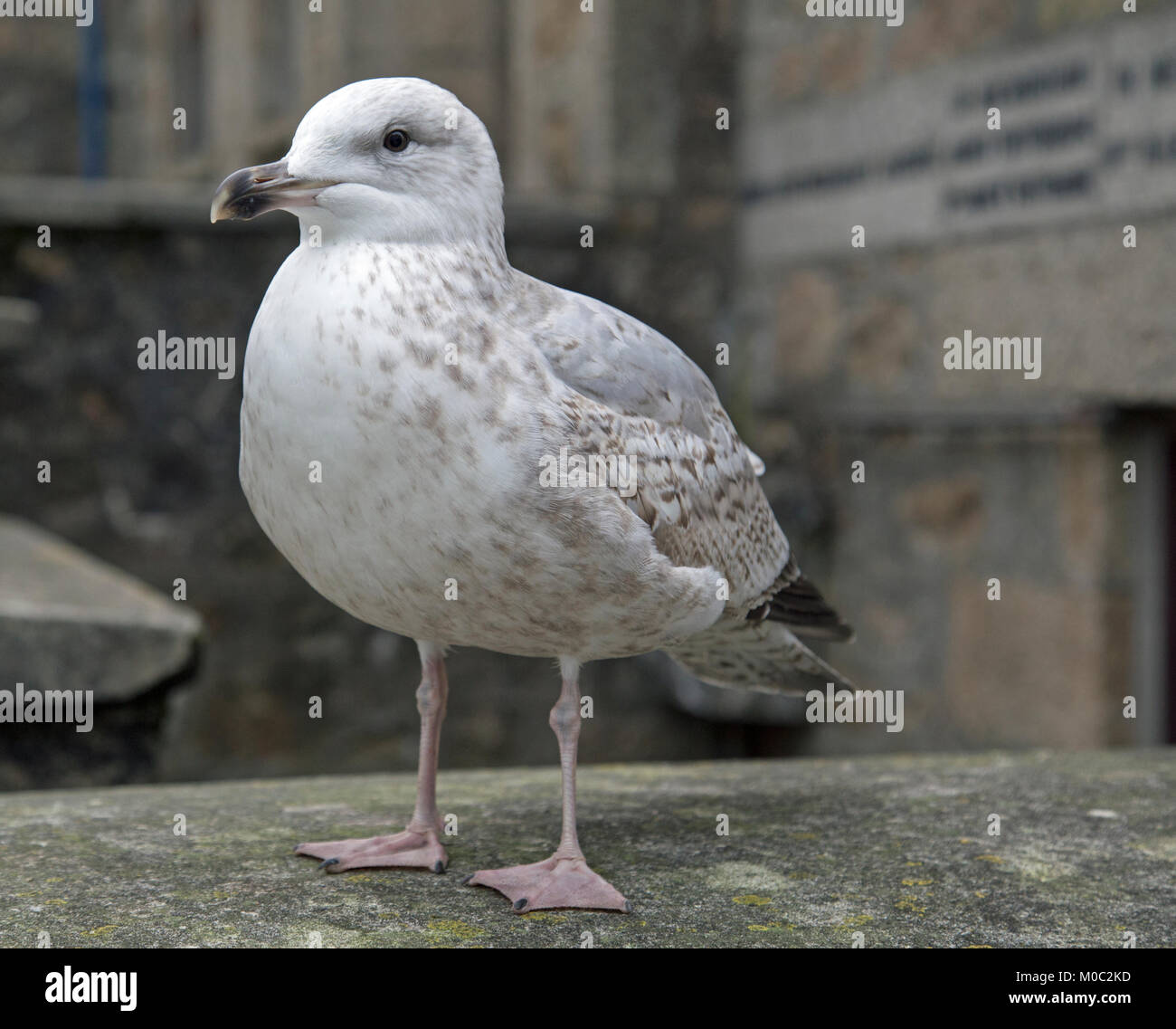 Head shot of seagull hi-res stock photography and images - Alamy