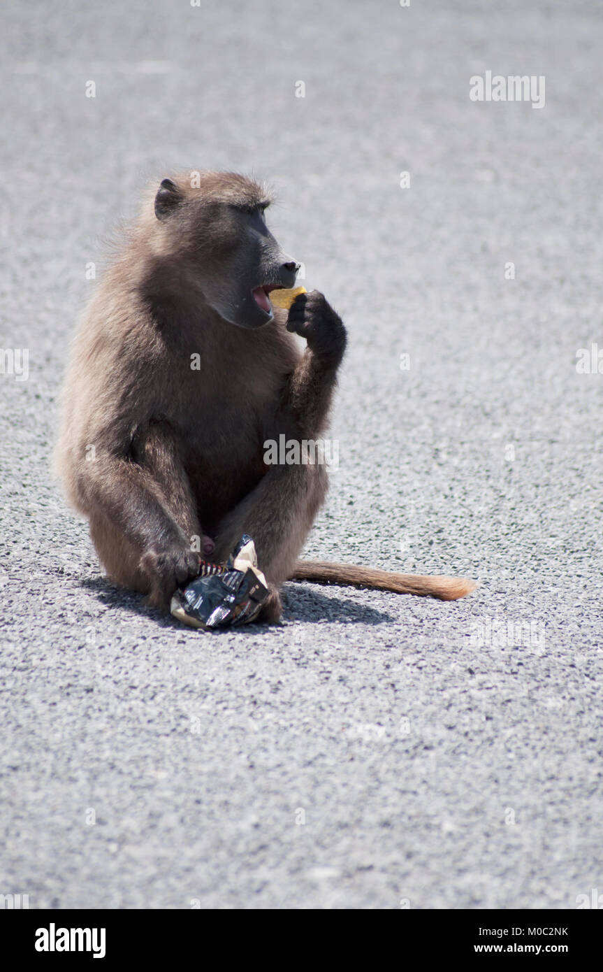 Monkey eating chips hi-res stock photography and images - Alamy
