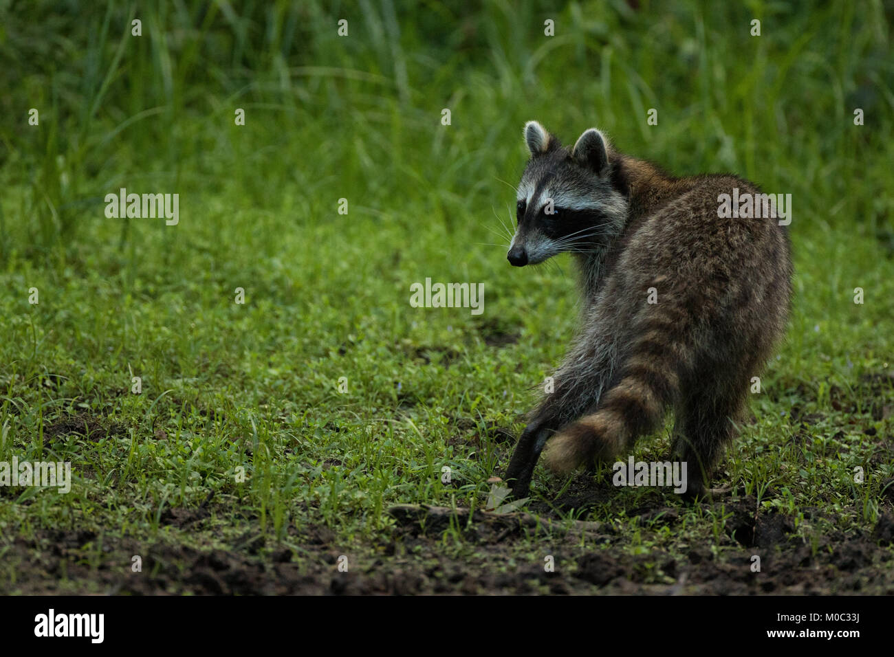Animals coupling hi-res stock photography and images - Alamy