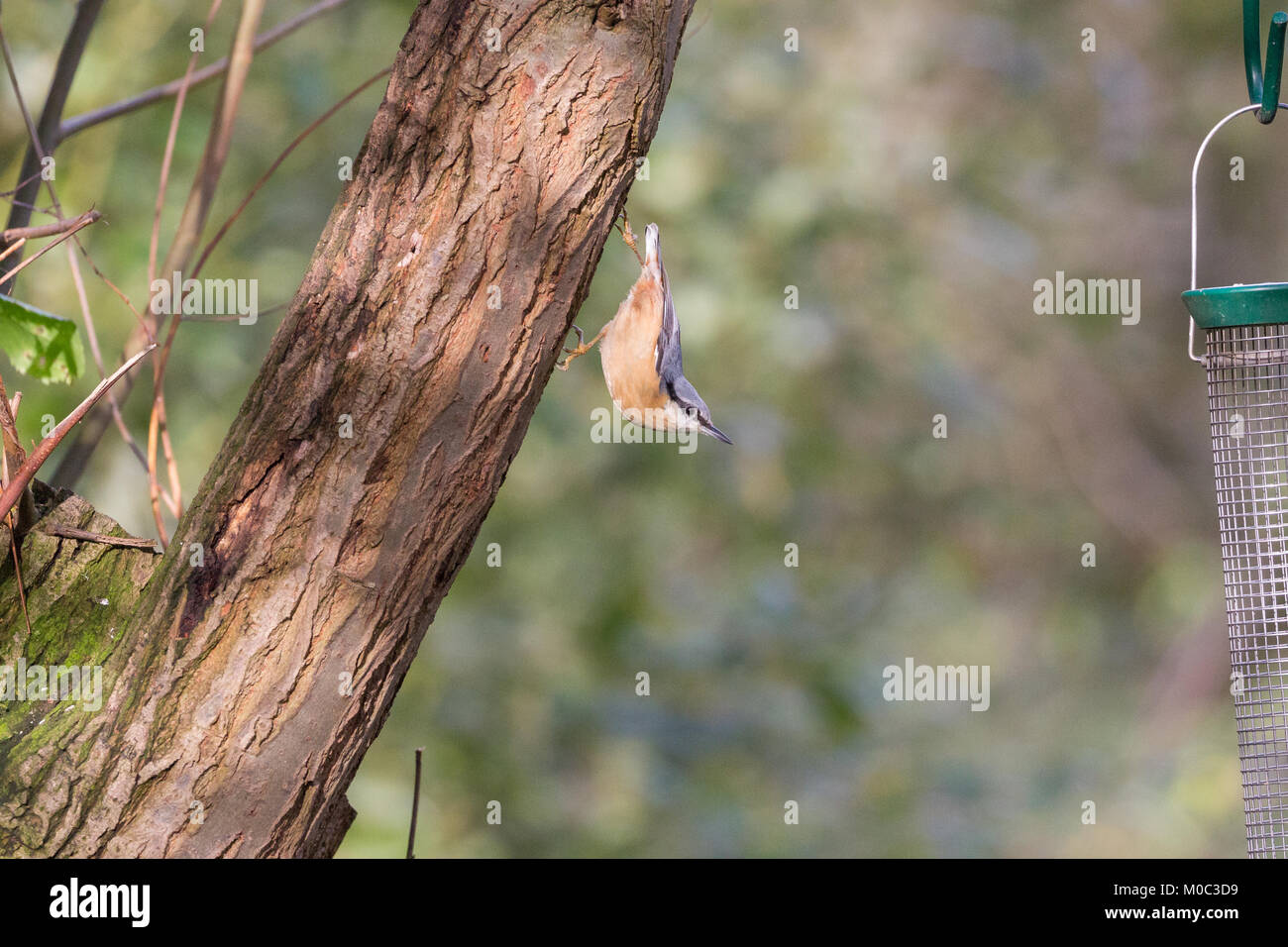 Eurasian nut hatch hi-res stock photography and images - Alamy