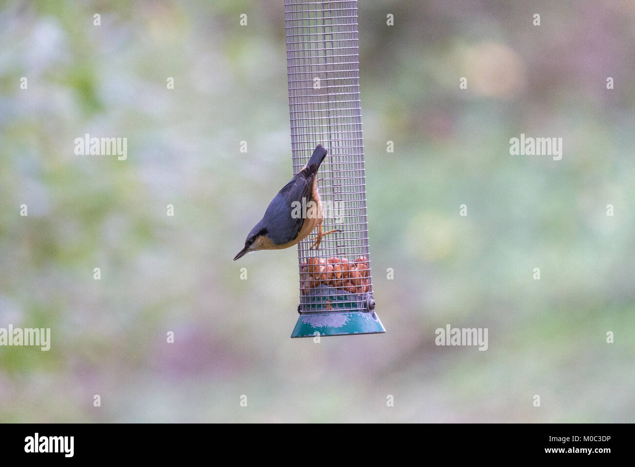 Nuthatch black background hi-res stock photography and images - Alamy