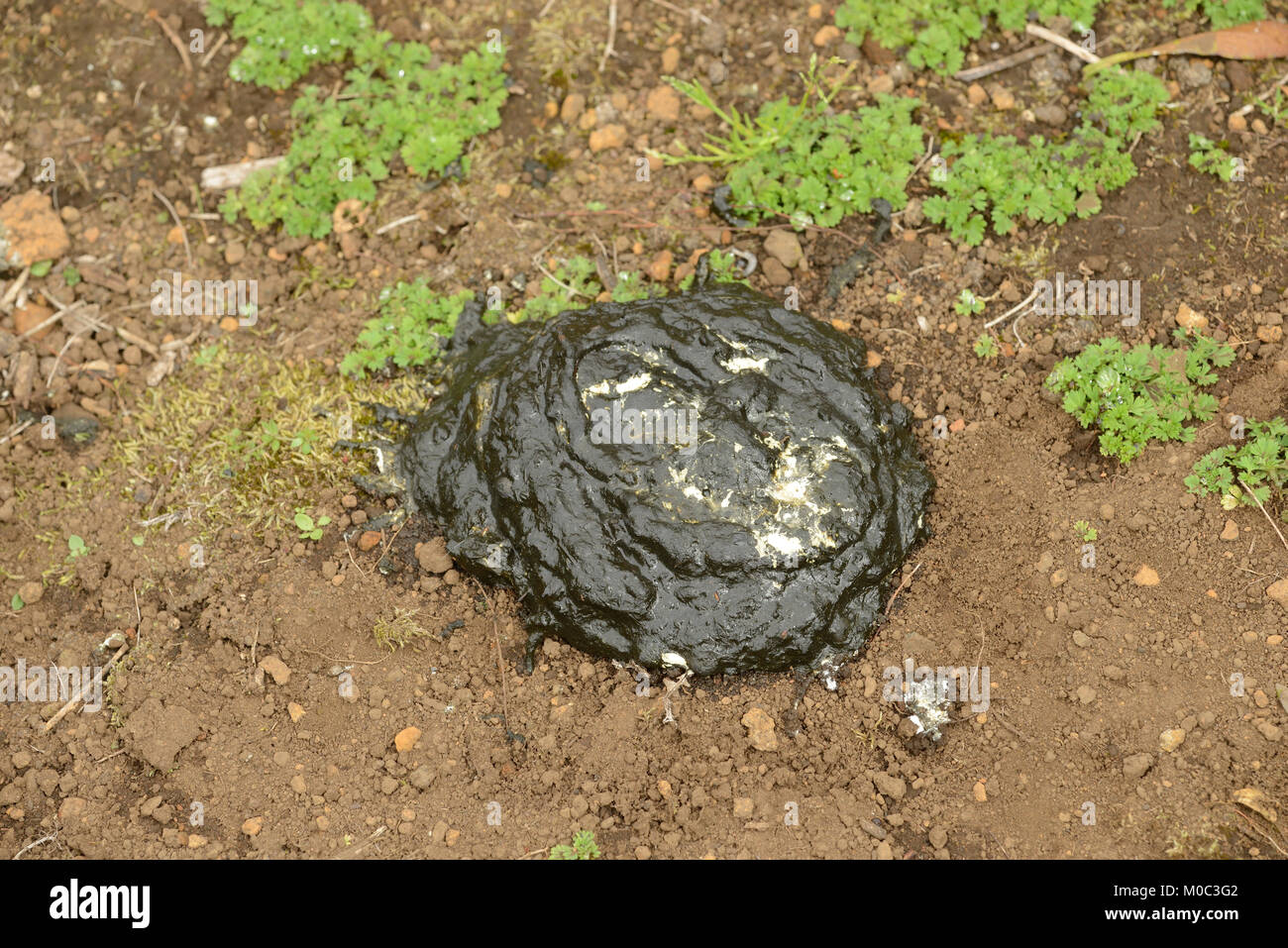 Bird poo hi-res stock photography and images - Alamy