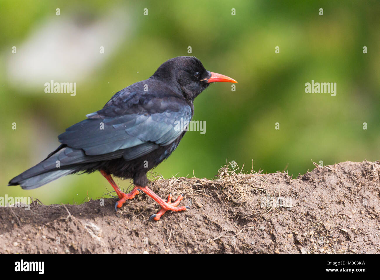 Chough bird hi-res stock photography and images - Alamy