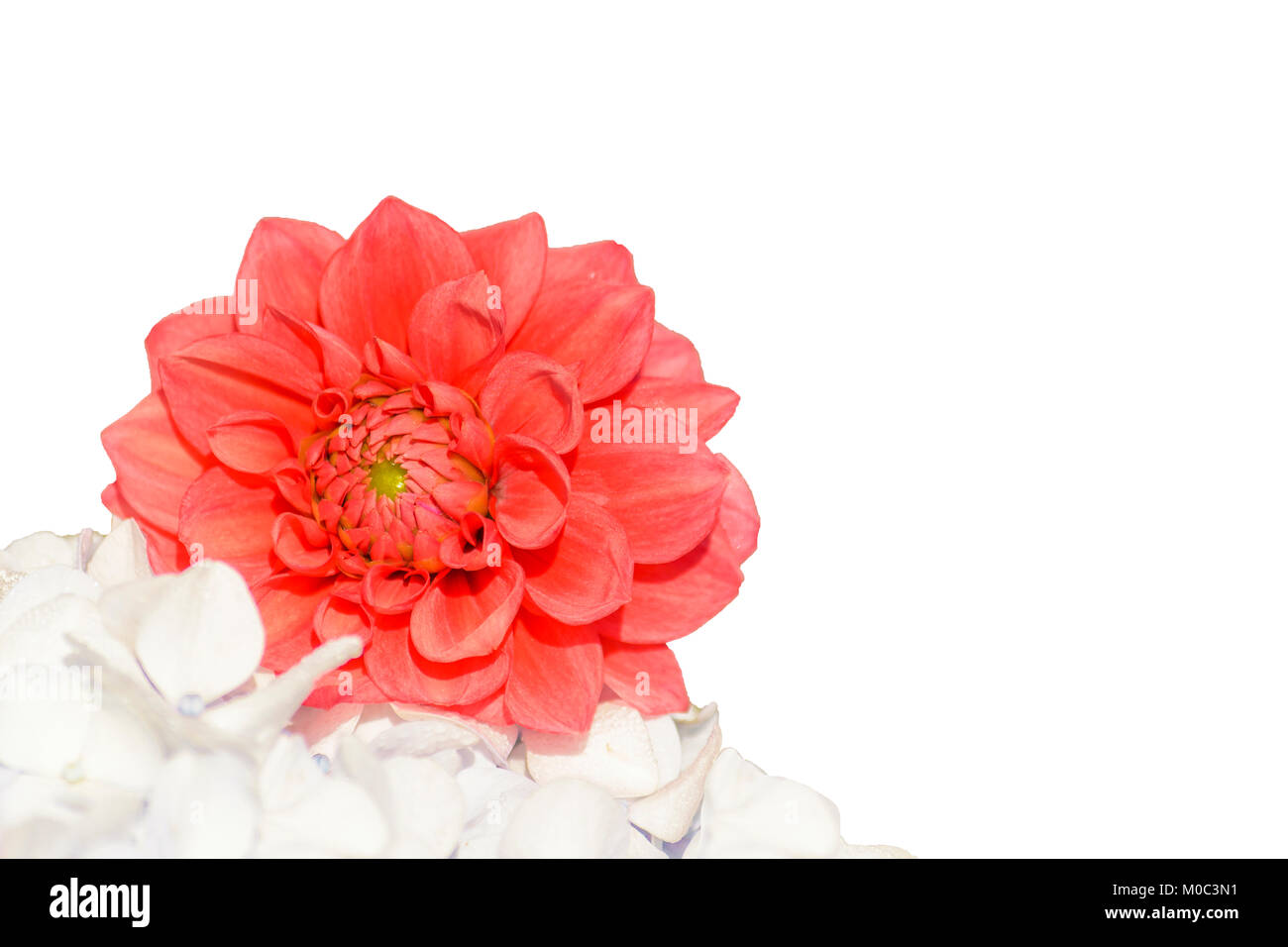 Side view red rose flower against white background Stock Photo - Alamy