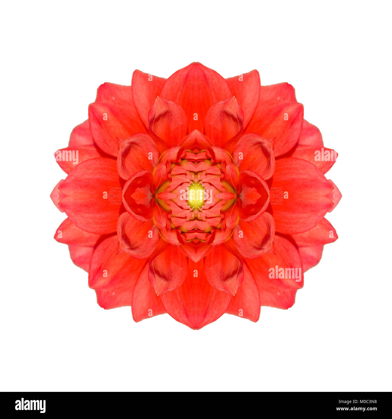Top view red rose flower against white background Stock Photo - Alamy